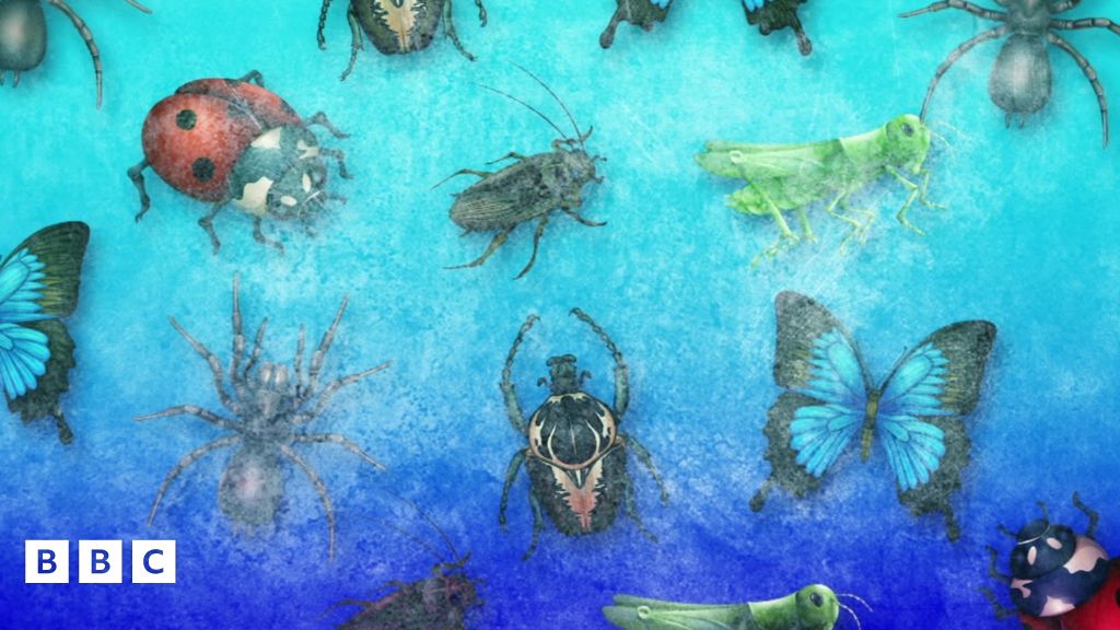 What is Britain's favourite insect? - BBC Newsround