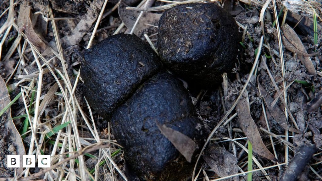 Why wombats have CUBE-SHAPED poo! - BBC Newsround