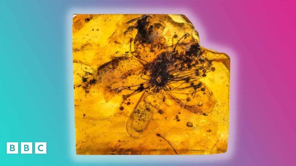 World's largest fossilised amber flower! - BBC Newsround