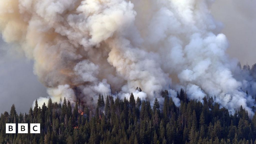 Giant redwoods: California wildfire threatens world's largest trees ...