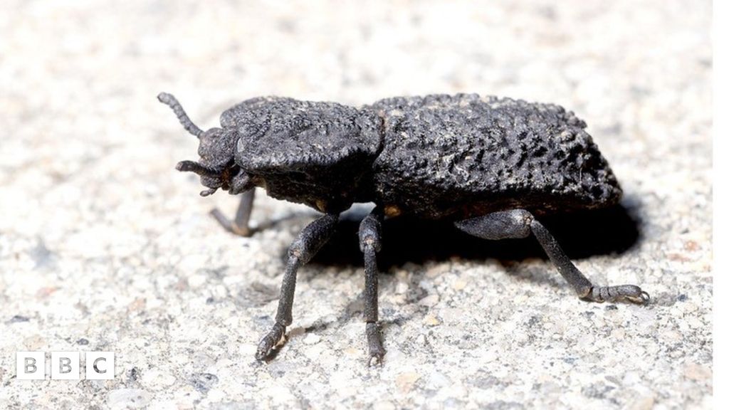 Meet the beetle that can survive getting run over by a car - BBC Newsround