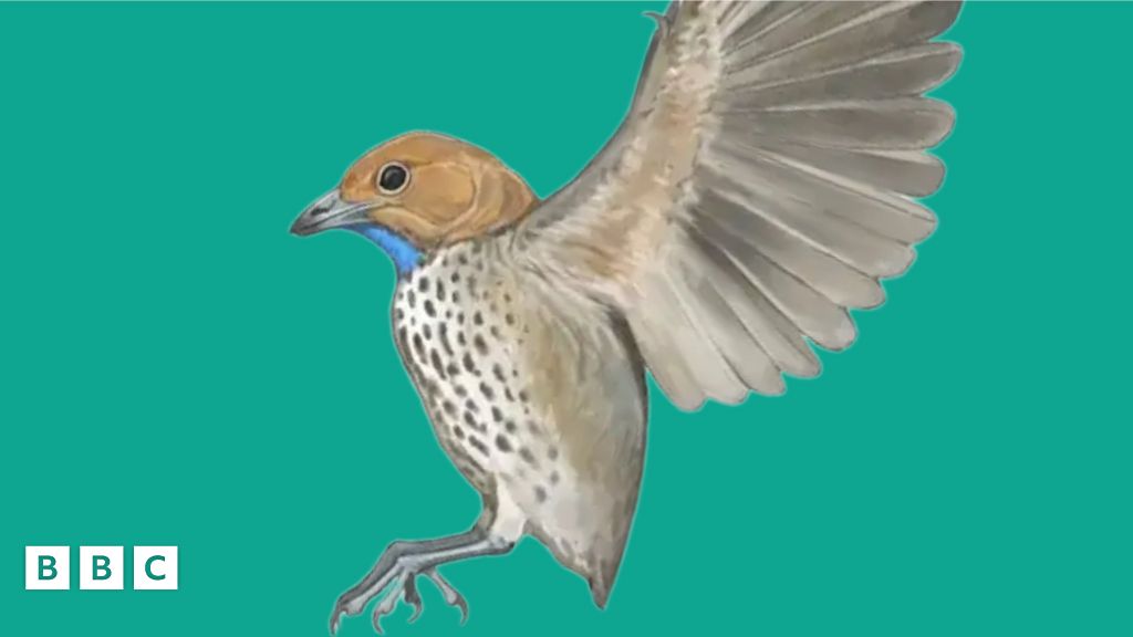 "Strange" bird fossil named after Sir David Attenborough - BBC Newsround