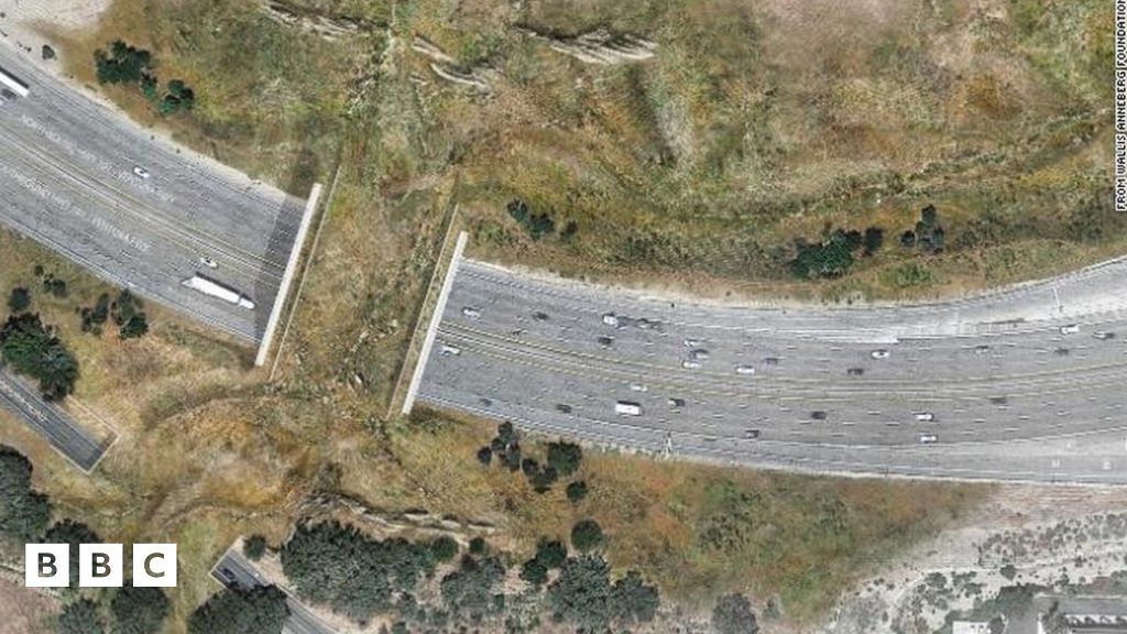 Work begins on biggest-ever wildlife crossing - BBC Newsround
