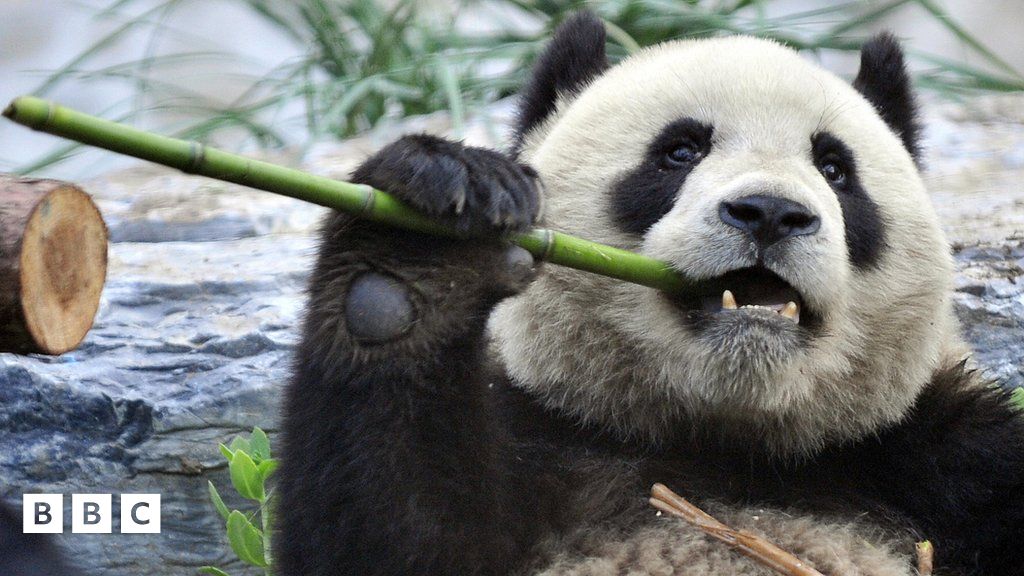 Scientists discover ancient type of panda in fossil - BBC Newsround