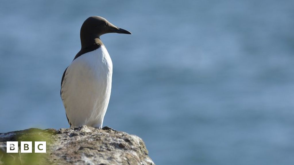 Plastic pollution: Birds found eating glitter on Skomer Island - BBC ...