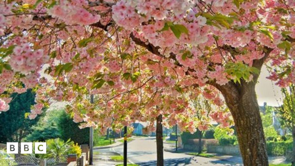 Stunning displays as blossom season begins - BBC Weather
