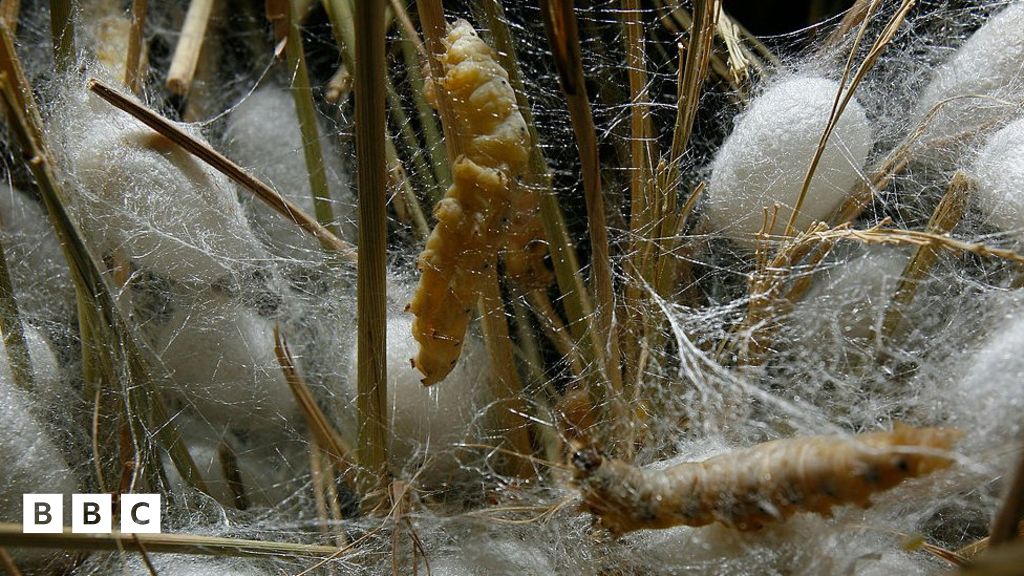 Silk gets stronger in freezing depths of space, scientists discover ...