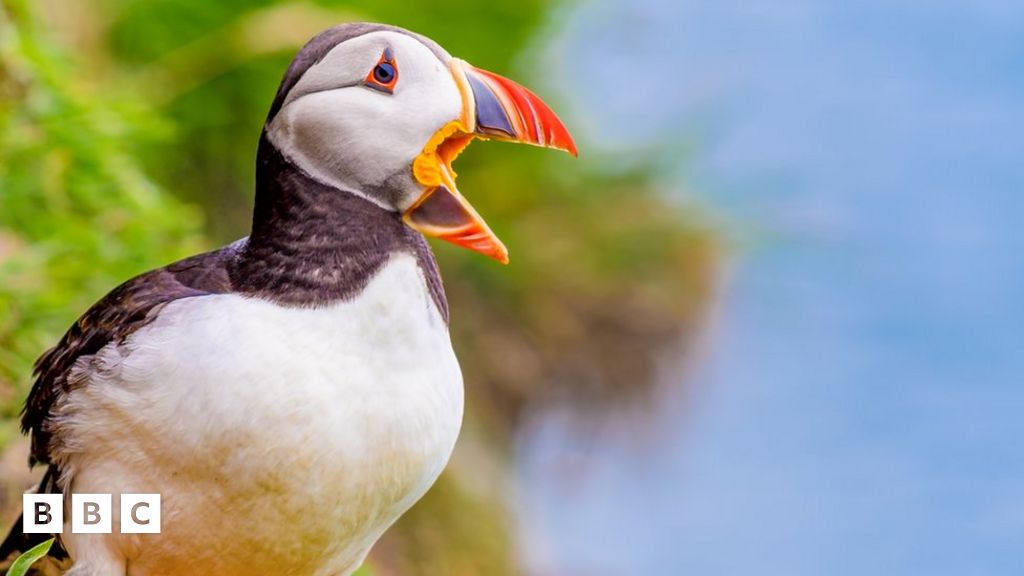 Skomer Island: Record number of puffins on Welsh island - BBC Newsround