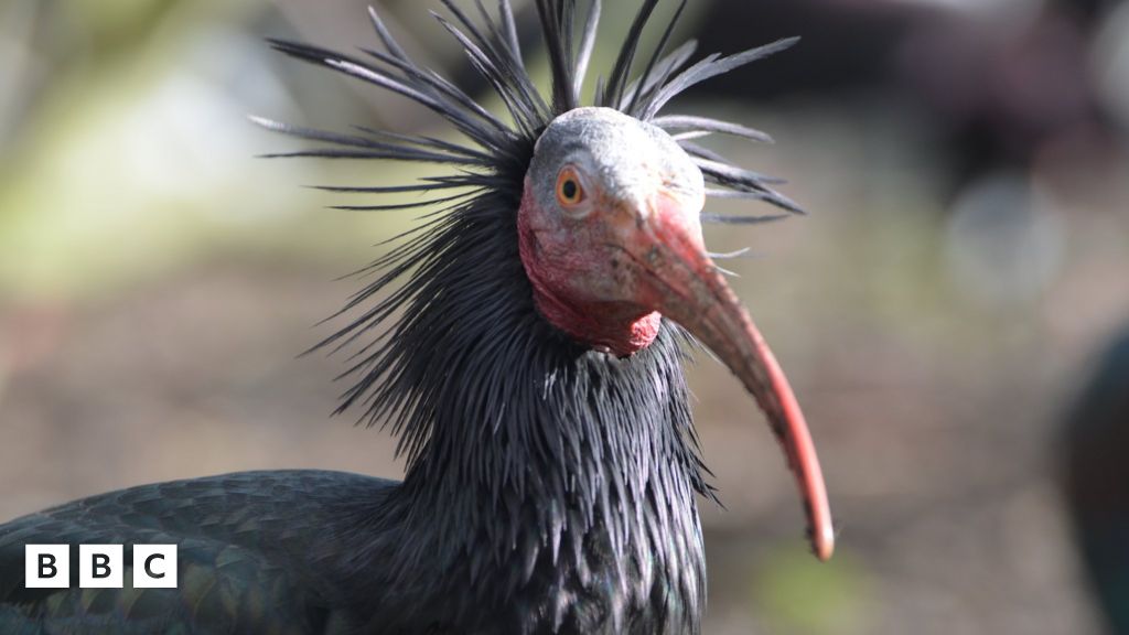 Rare ibis from London Zoo to be released into the wild - BBC Newsround