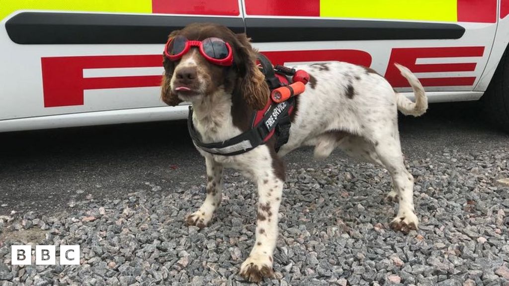 The fire dog with his own social media account - BBC Newsround