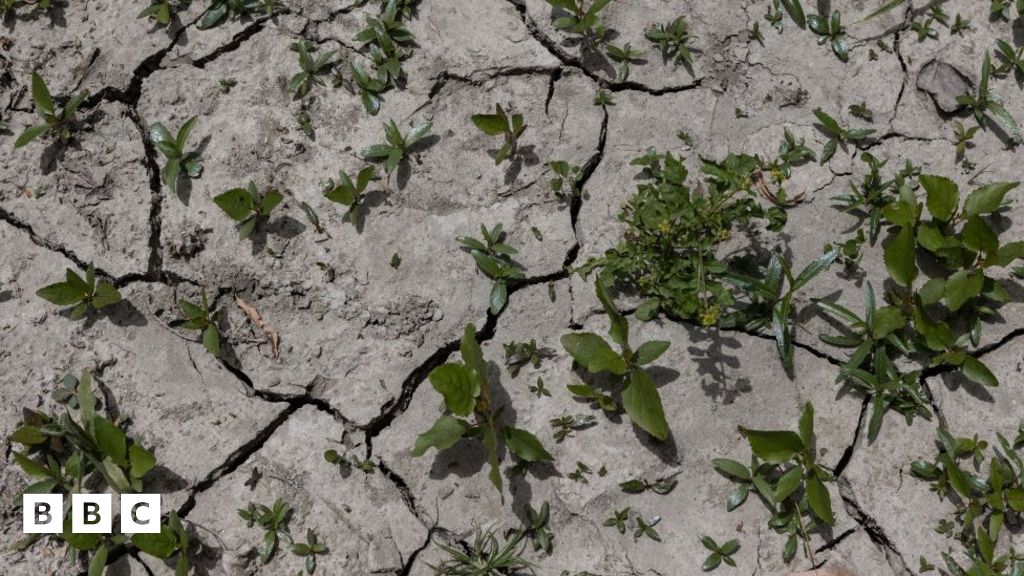 Drought emergency declared in Italy - BBC Newsround