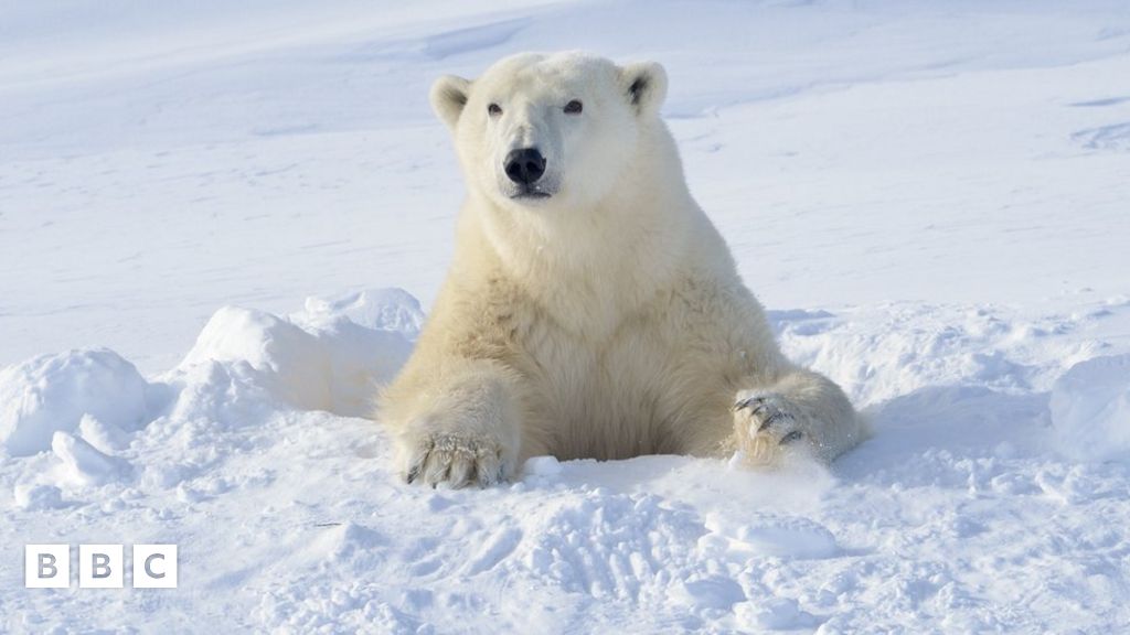 Polar Bears: Is climate change putting them risk of Arctic extinction ...