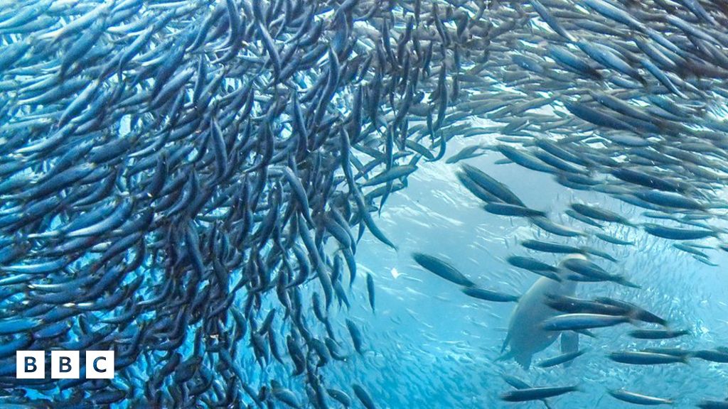 Farting fish could be cause for ocean 'buzzing' noises - BBC Newsround