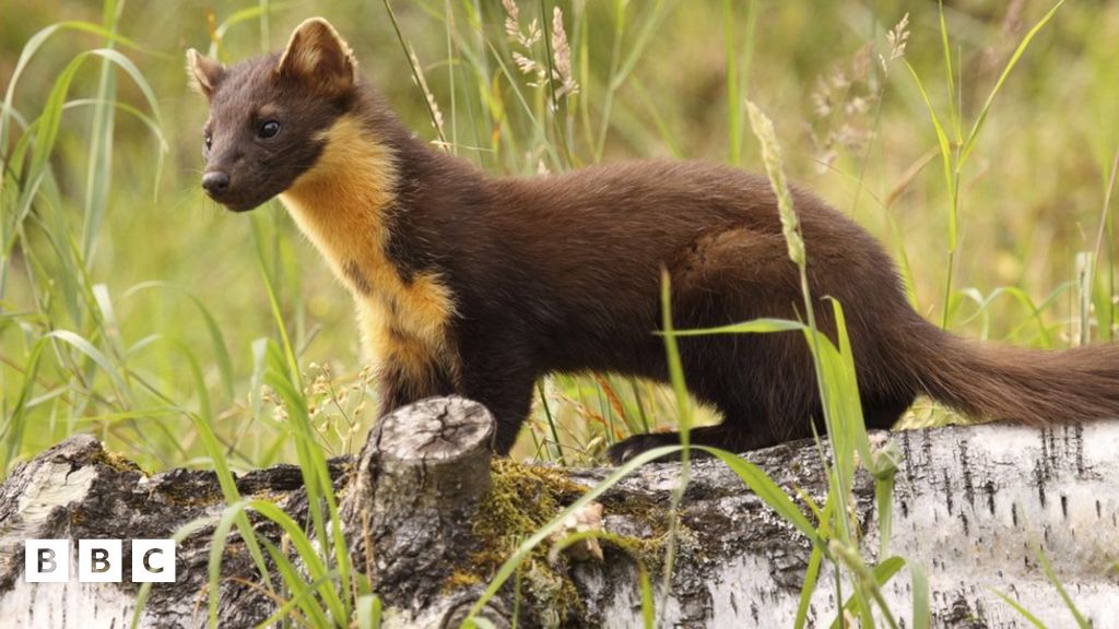 Gobaith fod belaod coed yn hybu niferoedd wiwerod coch - BBC Cymru Fyw