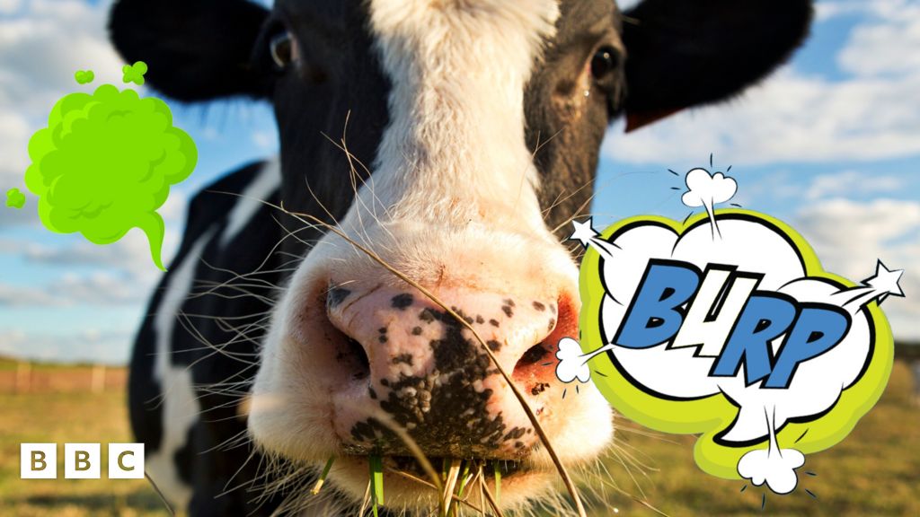 Cows could be given products to limit farts and burps - BBC Newsround