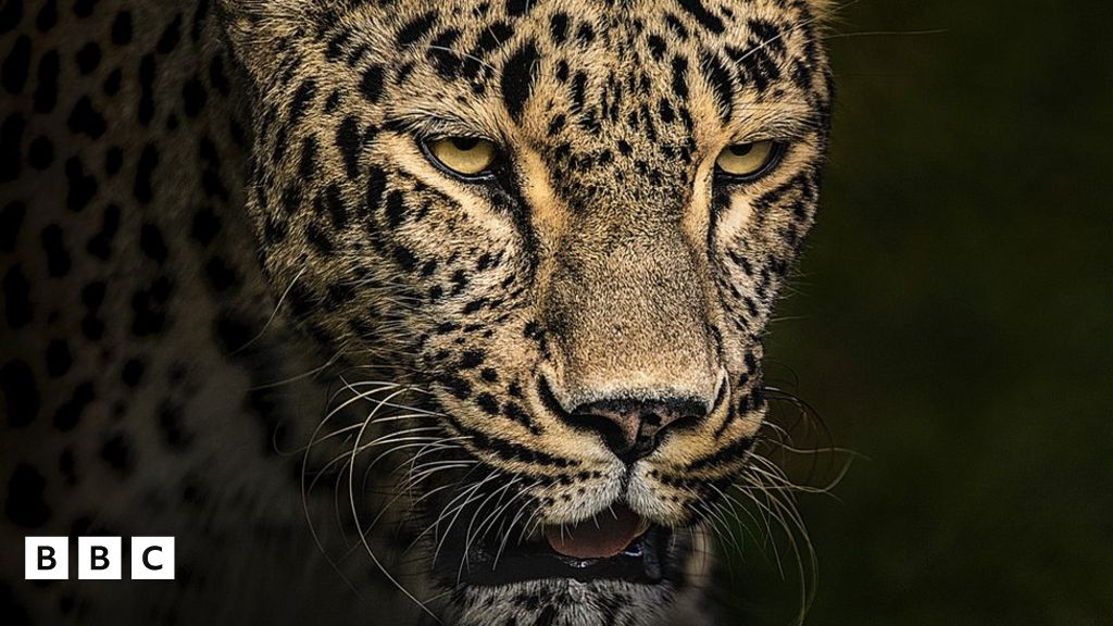 David Attenborough's Our Planet on Netflix: Everything you need to know ...