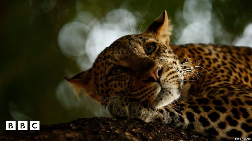 Young Wildlife Photographer of the Year 2018: The results - BBC Newsround
