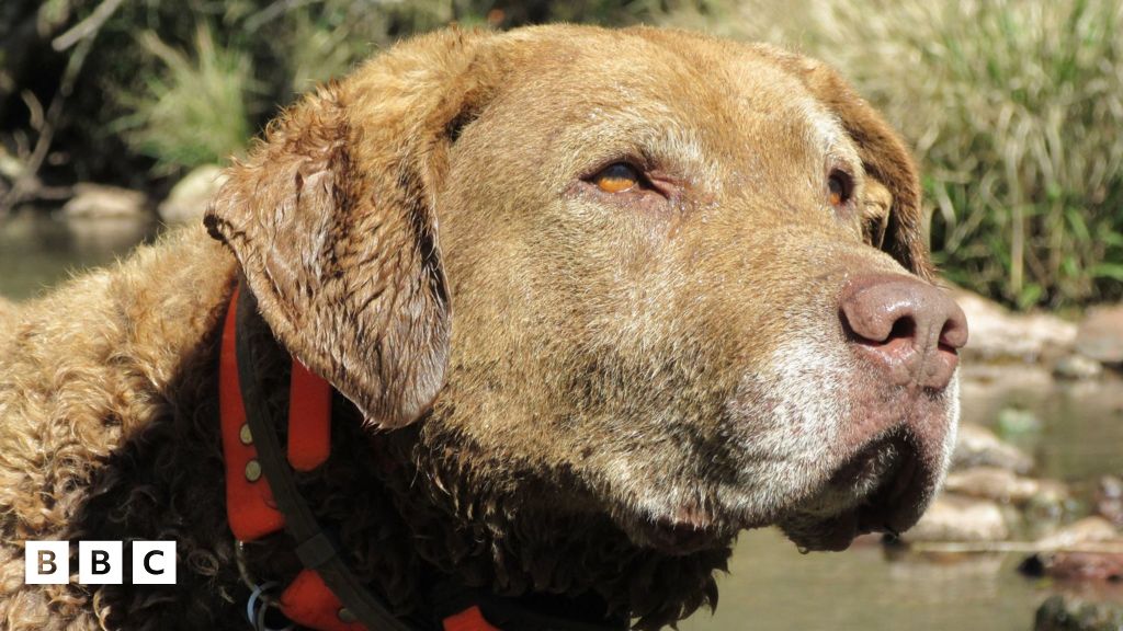 Poo smelling dog, Train, saving big cats in Argentina - BBC Newsround