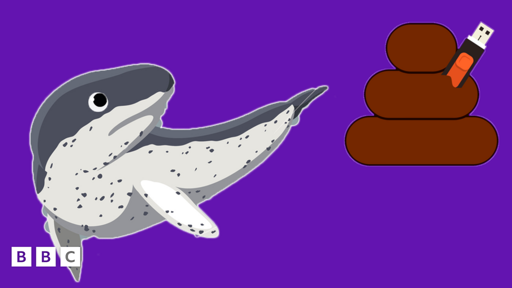 What weird object has been discovered in seal poo? - BBC Newsround