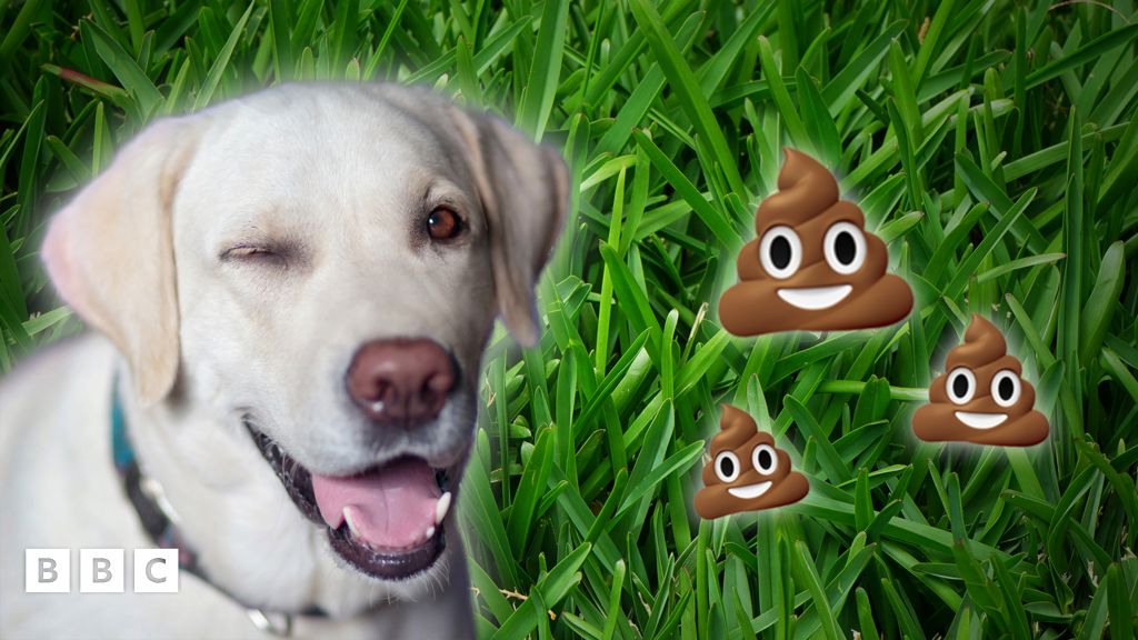 Is there lots of dog poo in your local park? - BBC Newsround