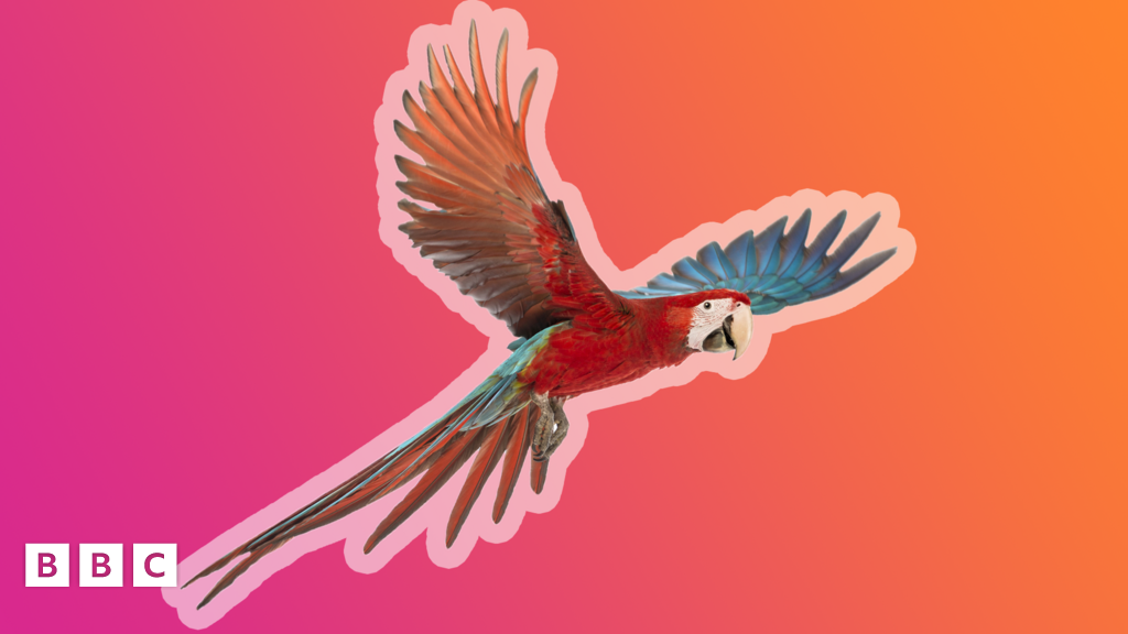 The kea parrots who can make predictions - BBC Newsround