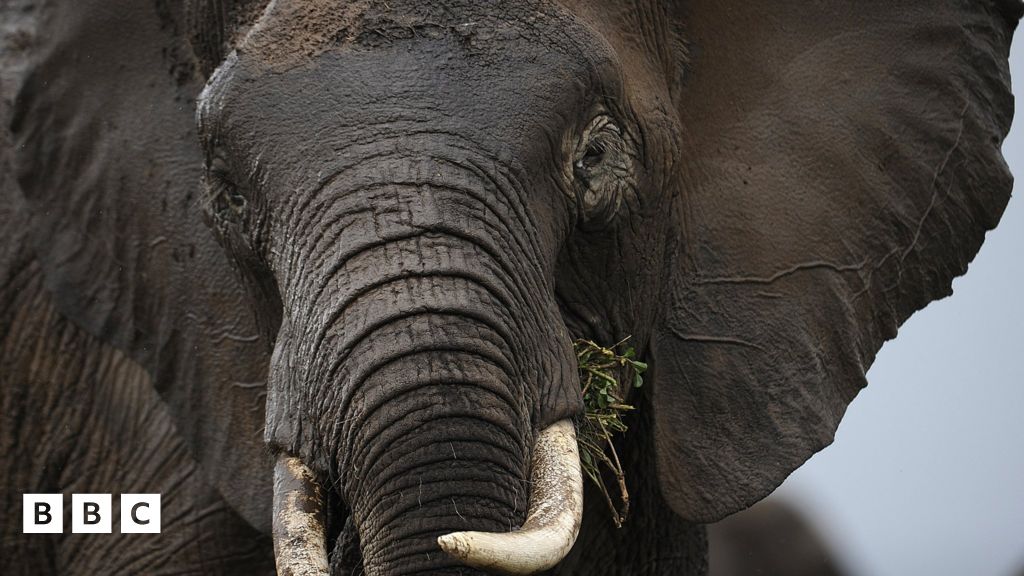 What is poaching? A Newsround guide - BBC Newsround