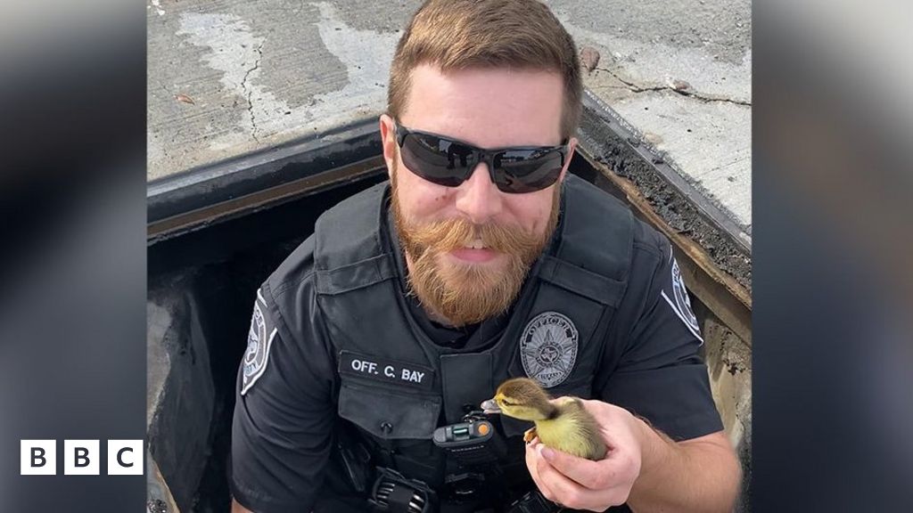 Texas Police Officer rescues a family of ducklings from a storm drain ...