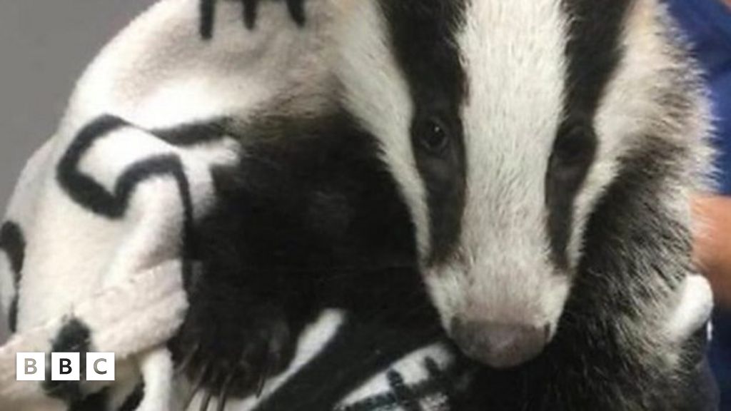 Badger goes for an unlucky dip - BBC Newsround