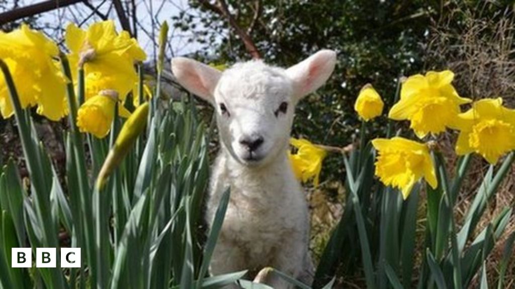 Animals in weather 2018 - BBC Weather