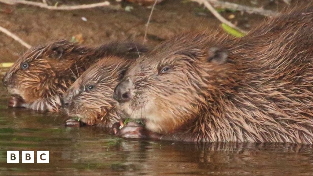 Beavers released by National Trust to tackle flooding - BBC Newsround