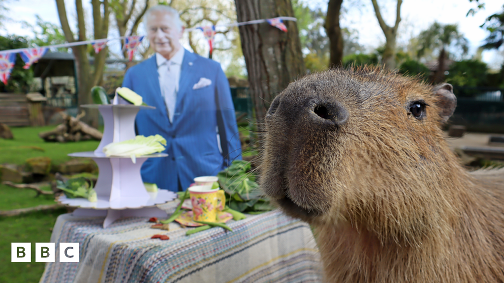 How are zoo animals celebrating the King's coronation? - BBC Newsround