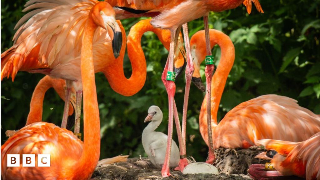 Four fluffy flamingo chicks hatch at Whipsnade Zoo - BBC Newsround