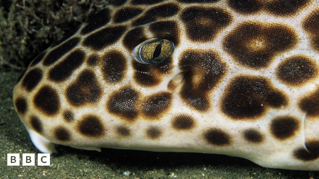 Carpet shark walking further due to climate change - BBC Newsround