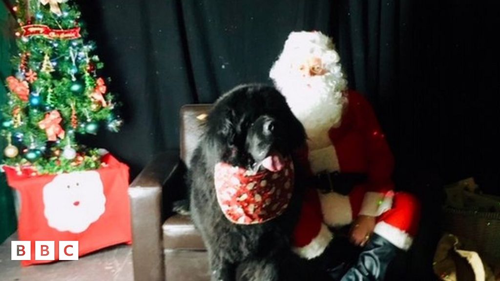 Parti Nadolig i gŵn yng Nghaernarfon - BBC Cymru Fyw