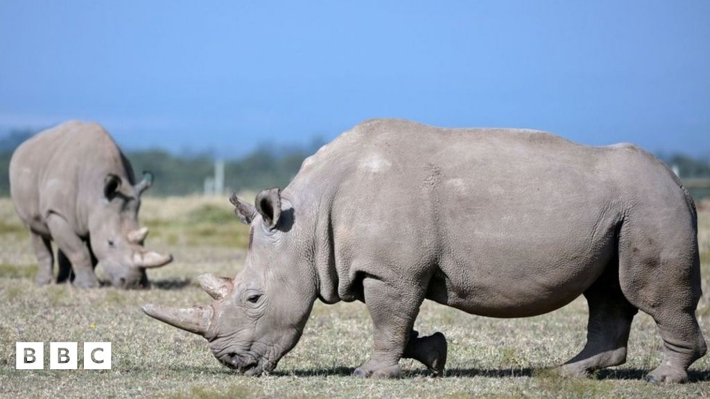 Conservation: How experts are trying to save the northern white rhino ...