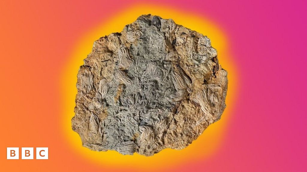 Amazing fossils of sea creatures discovered in the UK - BBC Newsround