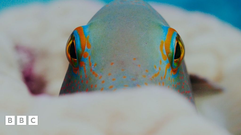 What can we expect in the first episode of Blue Planet II this weekend ...