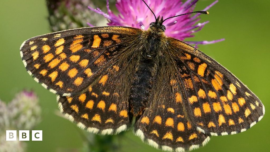 One of Britain's rarest butterflies has been saved from extinction ...