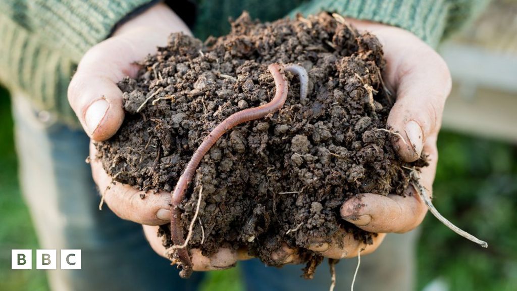 Soil sounds: Why scientists are listening to 'noisy' worms - BBC Newsround
