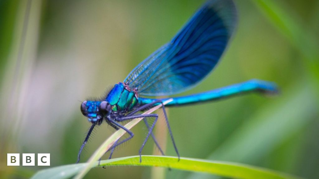 Dragonflies: Increase in numbers could be linked to climate change ...
