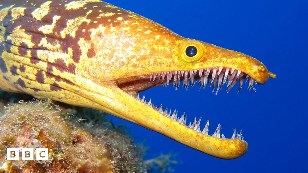 Pictures: Check out these teeth from the animal world - BBC Newsround