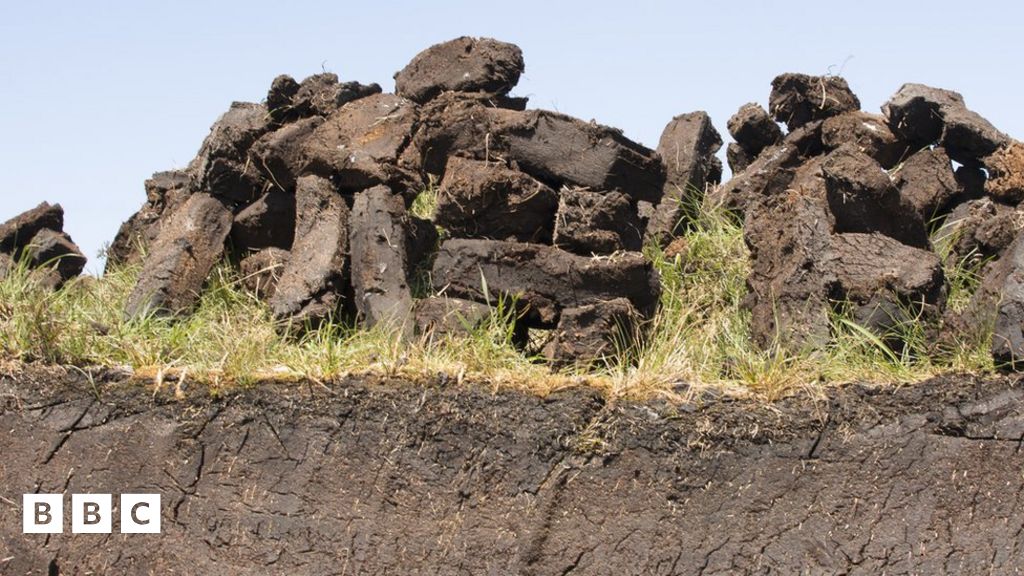 How protecting peat could fight climate change - BBC Newsround