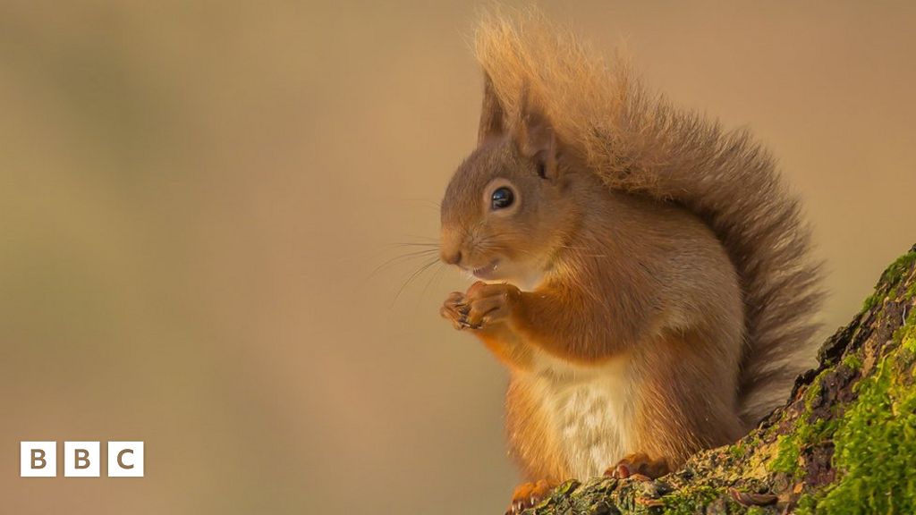 Red squirrels: Scottish squirrel survey shows increase - BBC Newsround