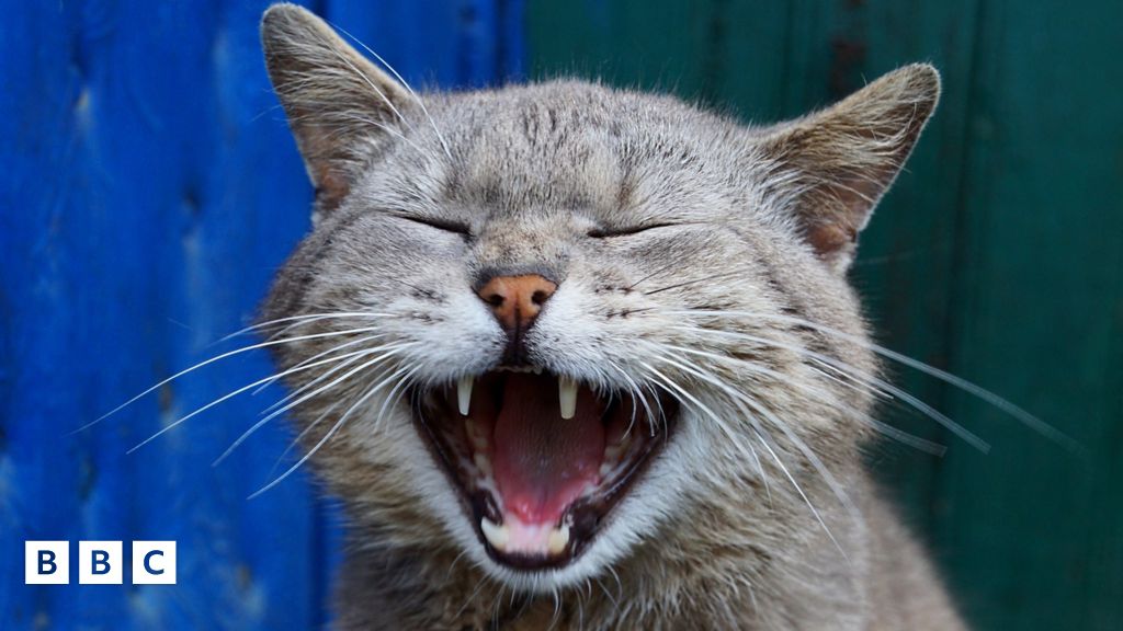 International Cat Day: Celebrating cats all over the world - BBC Newsround