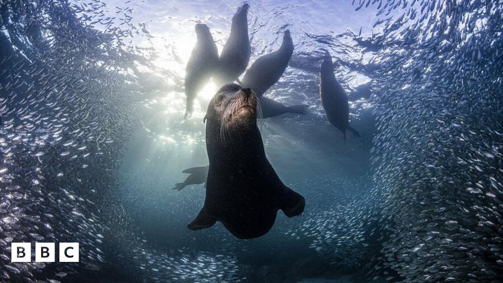 Environmental Photography Award winning photos - BBC Newsround