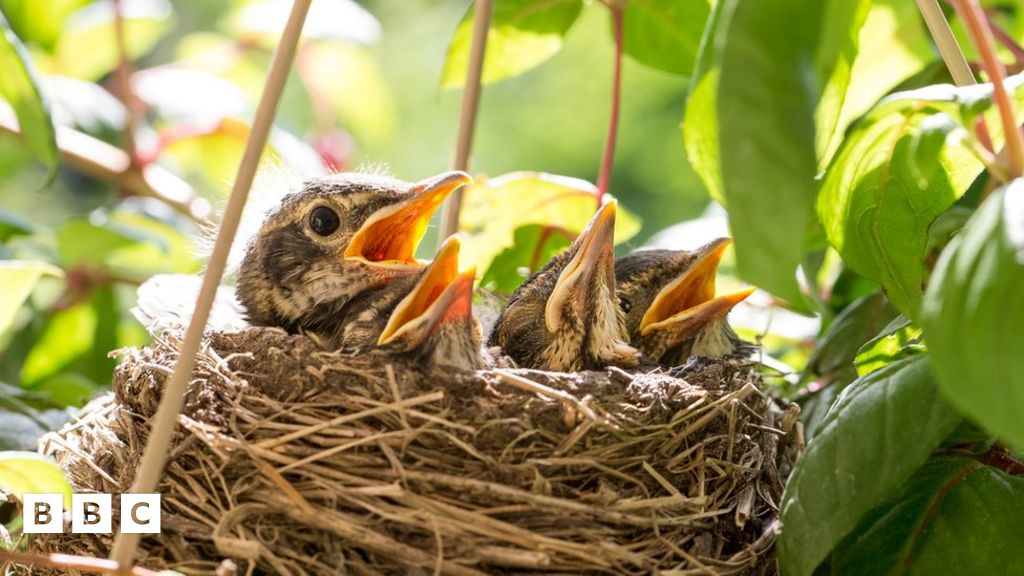 Birds building nests in 'eggstraordinary' places - BBC Newsround