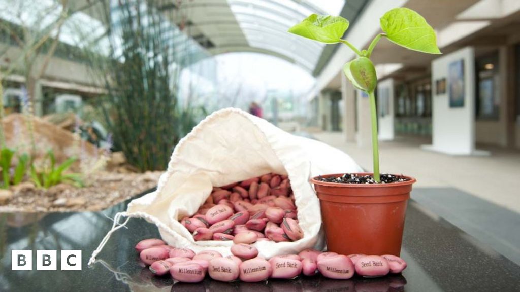 Kew Gardens' Millennium Seed Bank hits major milestone - BBC Newsround