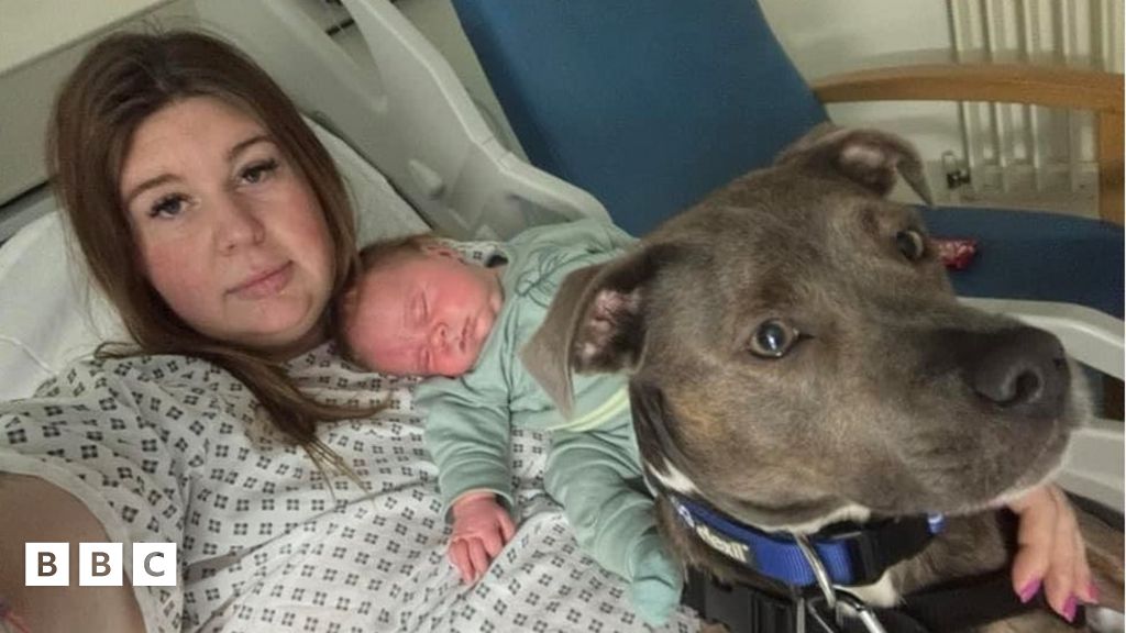 Assistance dog Belle wins award after helping owner in hospital - BBC ...