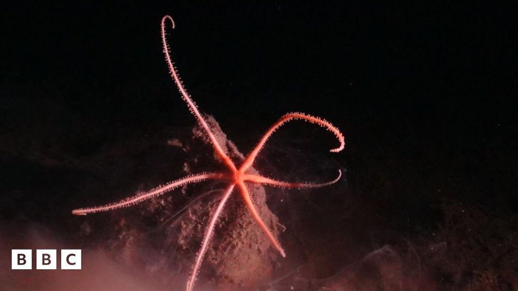 Underwater creatures: 5,000 new species found in the Pacific Ocean ...