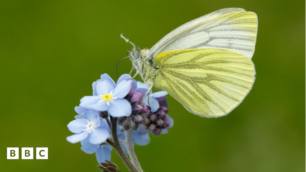 How well are different UK species of butterflies doing? - BBC Newsround